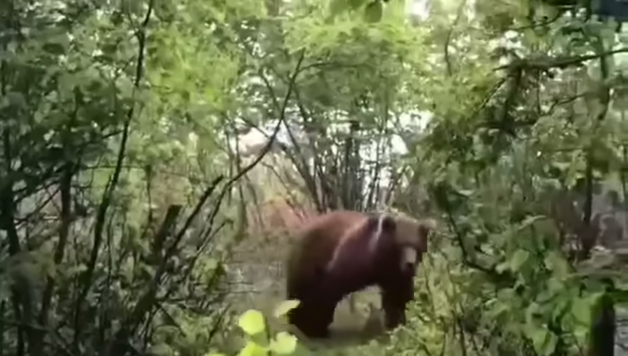 Ariu në Pejë, banori ankohet se ia ka ngrënë 300 pula - Gazeta Express