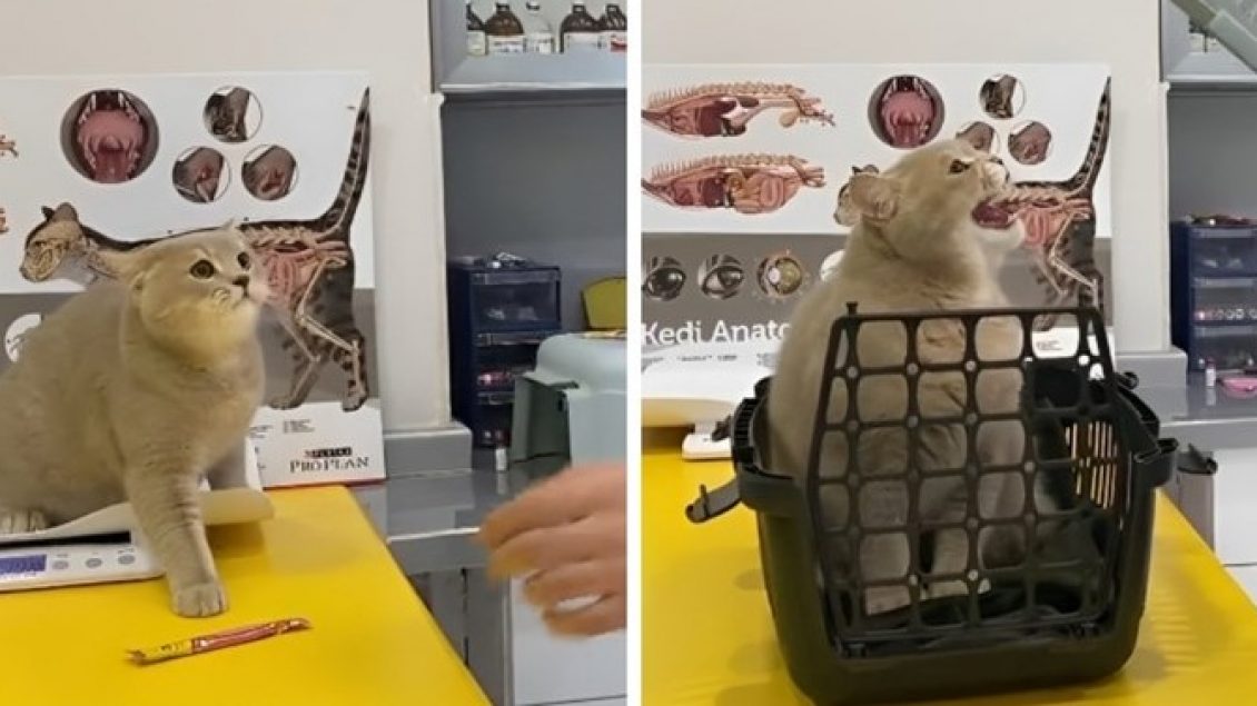 Macja bëri të qeshin të gjithë me reagimin e saj ndaj veterinerit ...