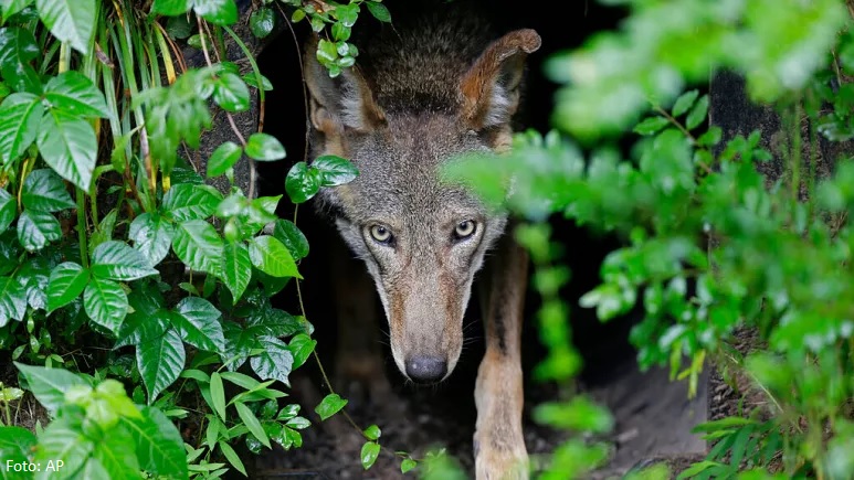 UE dá sinal verde para possível abate de lobos - Gazeta Express