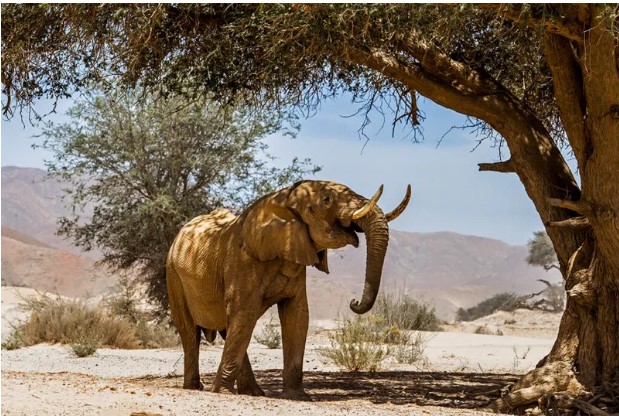 10 kafshët më të forta në botë - Gazeta Express