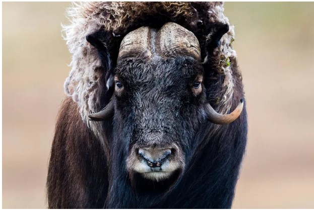 10 kafshët më të forta në botë - In For