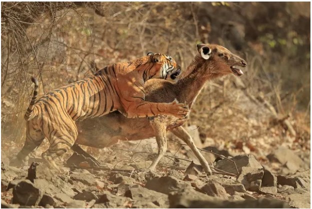 10 kafshët më të forta në botë - Gazeta Express