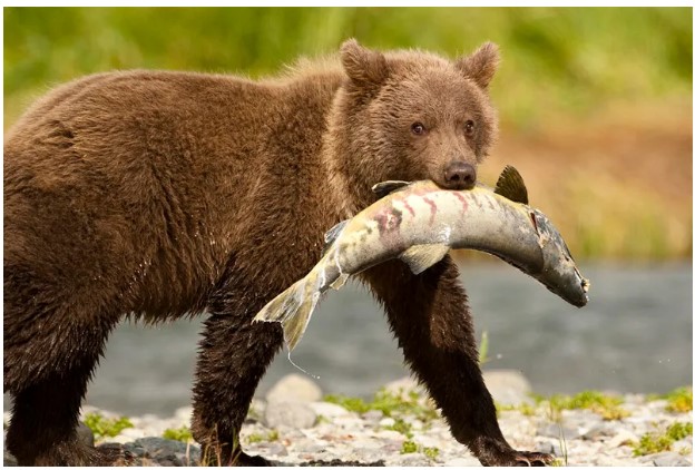 10 kafshët më të forta në botë - Gazeta Express