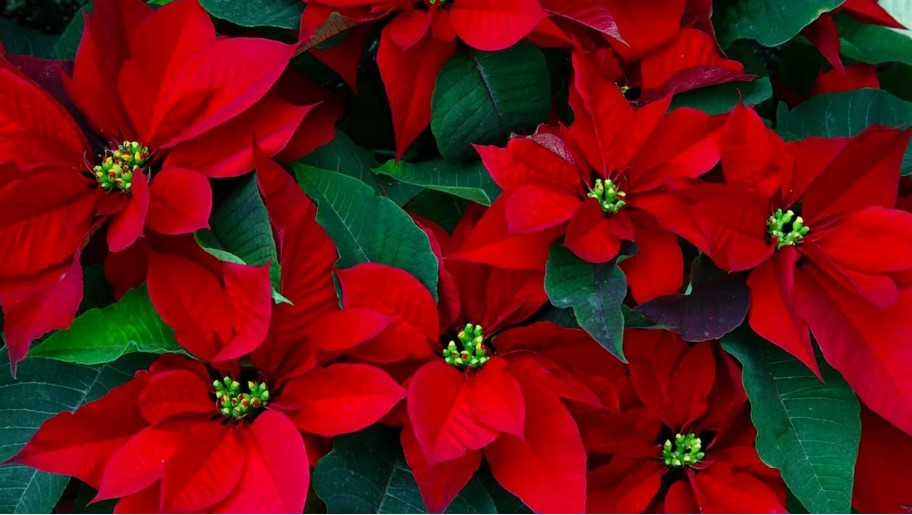 Lulja e kuqe e Krishtlindjeve, si të kujdeseni për ta patur sa më gjatë ...