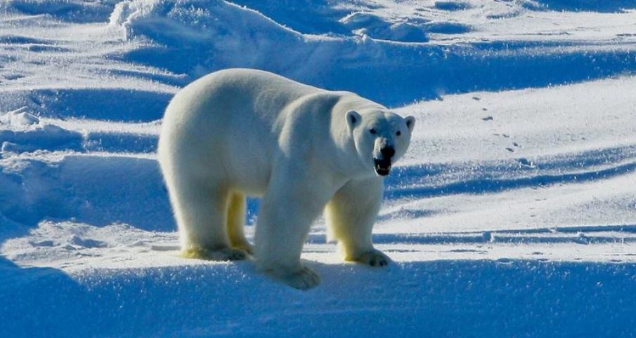 Virusi H5N1 përhapet edhe në zonat e largëta të planetit, ngordh ariu ...