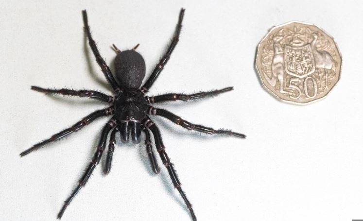 Kjo është merimanga që mund të vrasë njeriun në 15 minuta - Gazeta Express