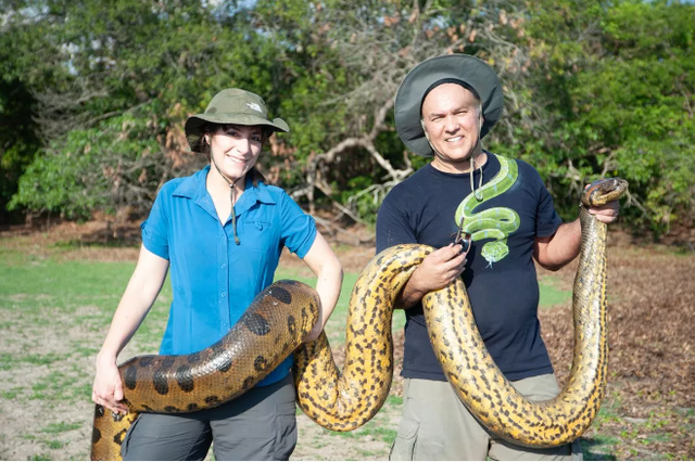 Zbulohet gjarpri më i madh në botë, 8 metër i gjatë - Gazeta Express