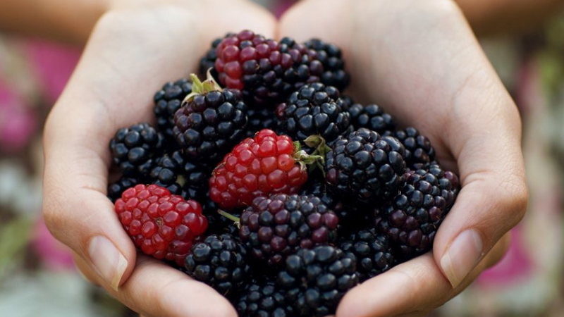 Pse duhet konsumuar manaferra rregullisht? - Gazeta Express