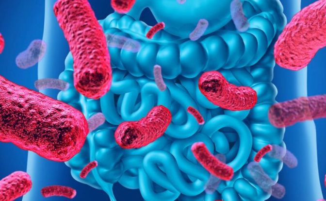 Si dhe pse ndikon shëndeti i zorrëve në shëndetin e zemrës, ja çfarë ...