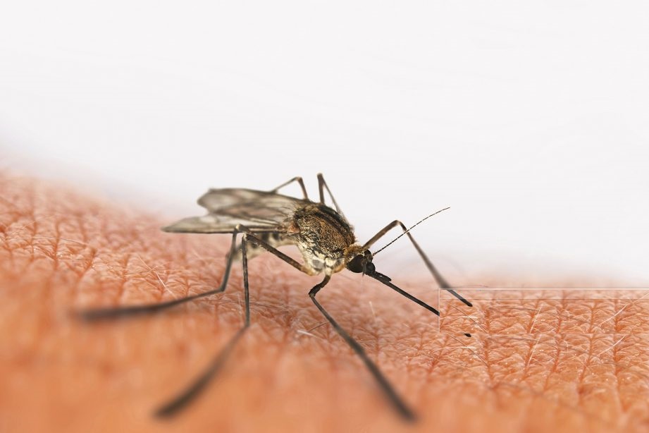 Çfarë i ndodh trupit kur ju pickon mushkonja - Gazeta Express