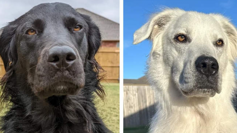 Dy vjet pasi u diagnostifikua me vitiligo, qeni i zi shndërrohet në të ...