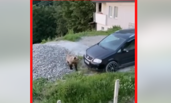 Ariu afrohet tek shtëpitë në Prevallë-banori i shqetësuar: Mos u afro ... Ariu afrohet tek shtëpitë në Prevallë-banori i shqetësuar: Mos u afro ...