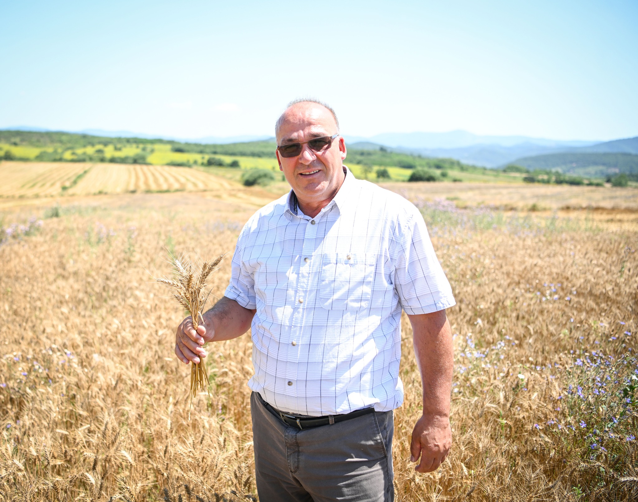 Bulliqi: Rendimentet me grurë sivjet më të lartat që nga paslufta, nga ...