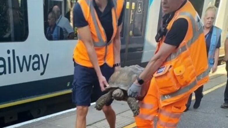 Breshka e arratisur shkaktoi një varg vonesash treni në disa linja në ...