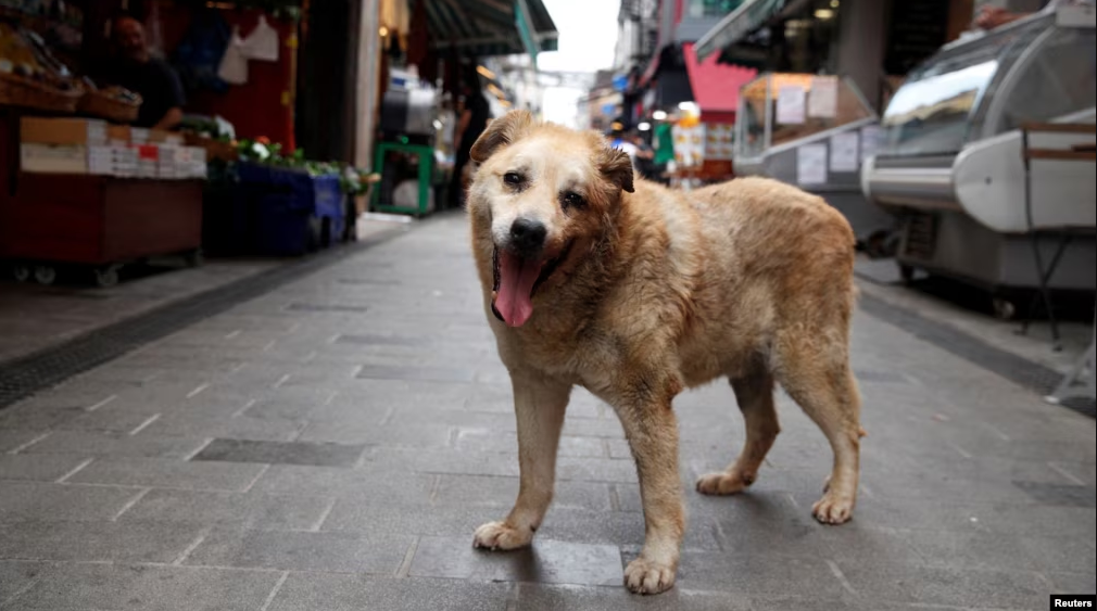 Policia jep detaje: Përveç nxënësve, qeni që hyri në shkollën e ...