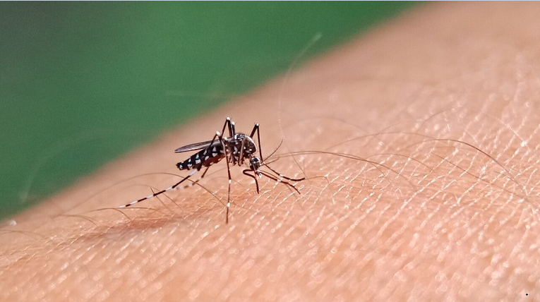 Virusi i Nilit Perëndimor, IKSHPK bën thirrje për kujdes nga pickimi i ...