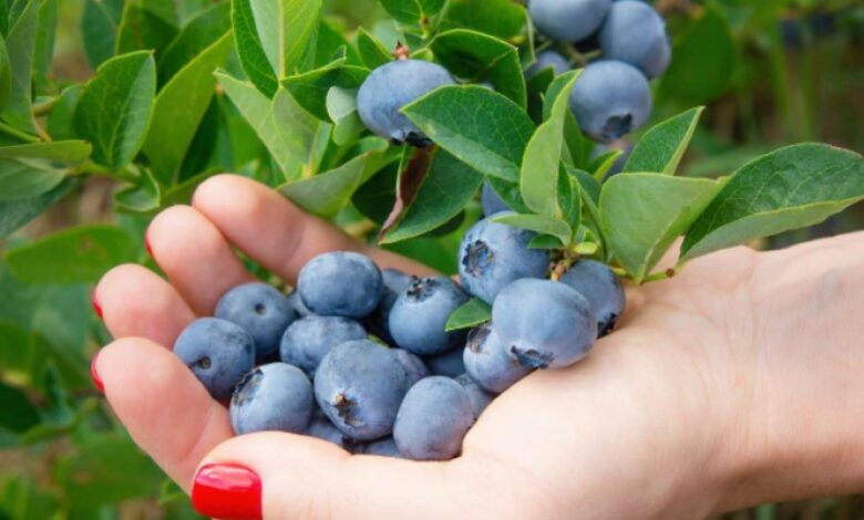 Ja përse duhet të konsumoni një grusht boronica çdo ditë - Gazeta Express