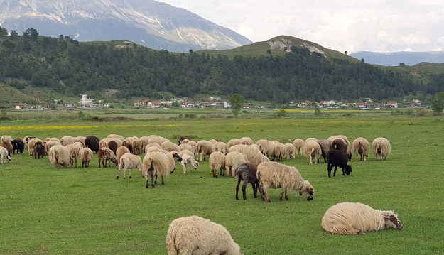 Shqipëria merr masa për të frenuar hyrjen nga Greqia të murtajës së ...