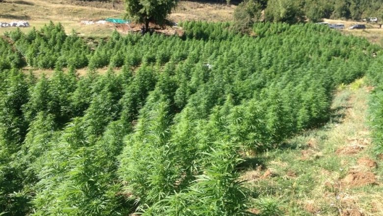 Identifikohen dhe shkatërrohen tri parcela me kanabis në Malishevë ... Identifikohen dhe shkatërrohen tri parcela me kanabis në Malishevë ...