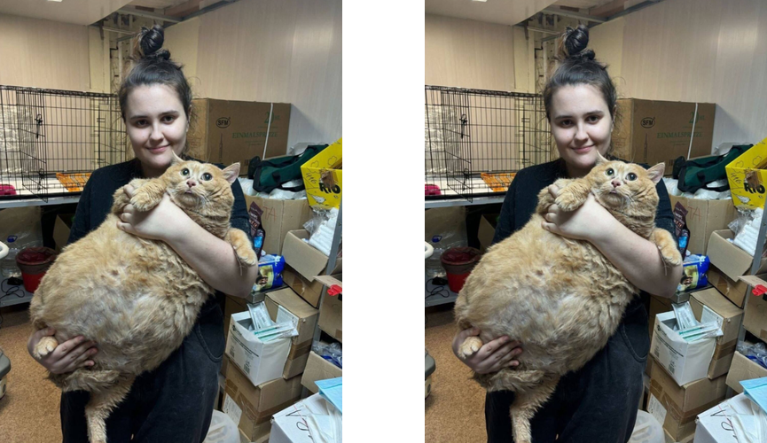 Macja obeze detyrohet të nisë dietën, peshon sa një fëmijë 4 vjeç ...