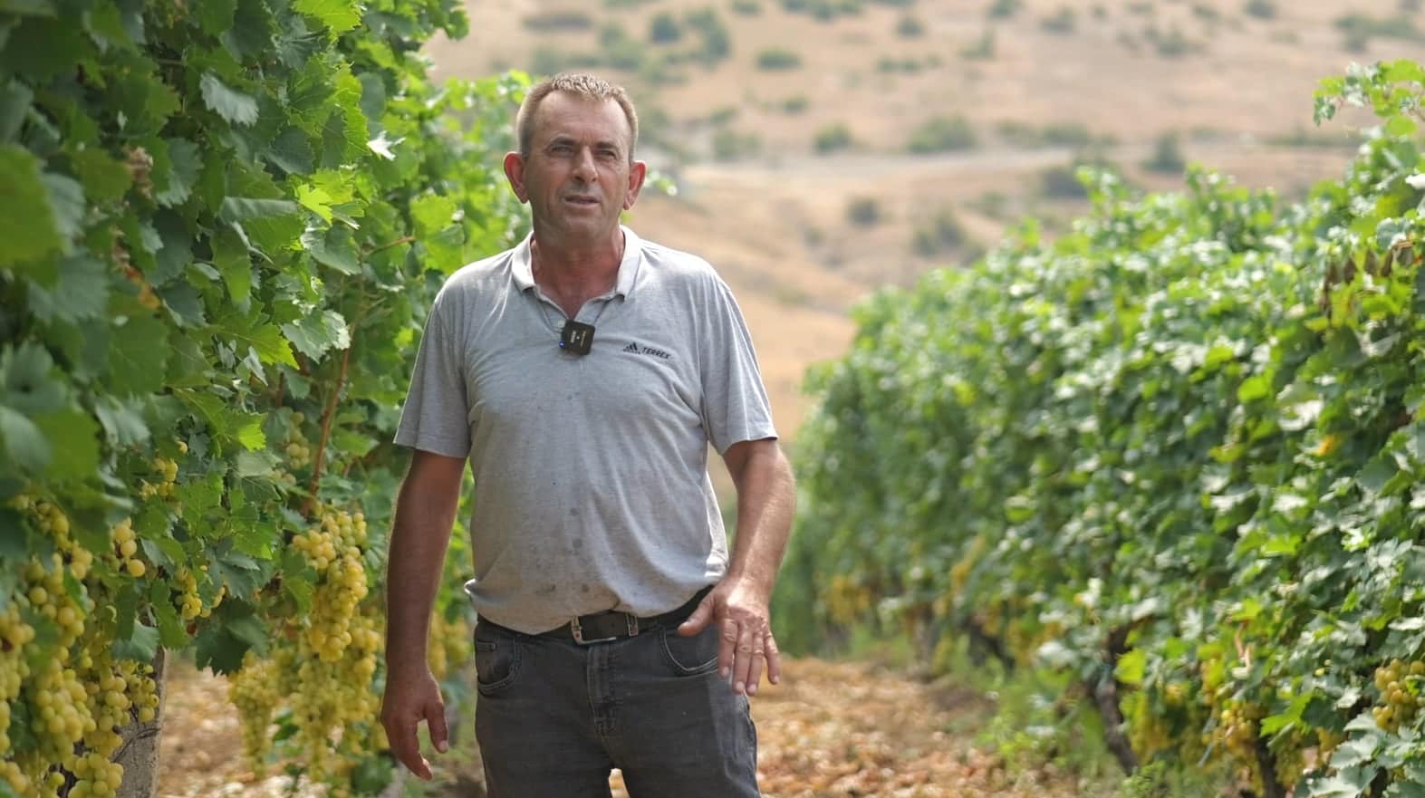 "Ky rrush nuk krahasohet as me atë të Zvicres", vreshtat e familjes ...