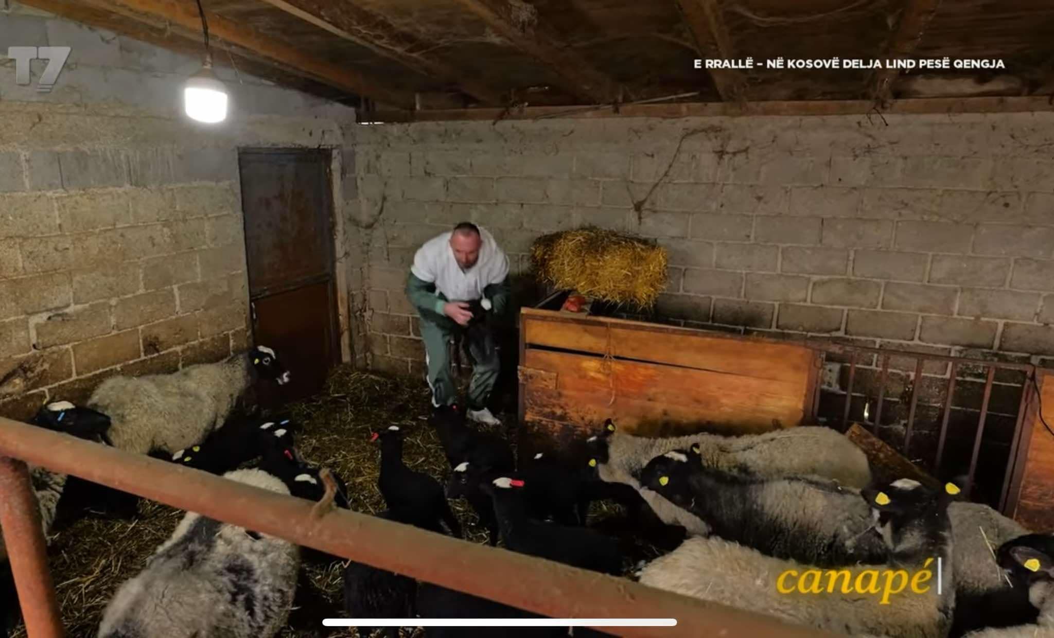 Rasti i rrallë në Pejë, delja i lind pesë qengja njëherësh - Gazeta Express