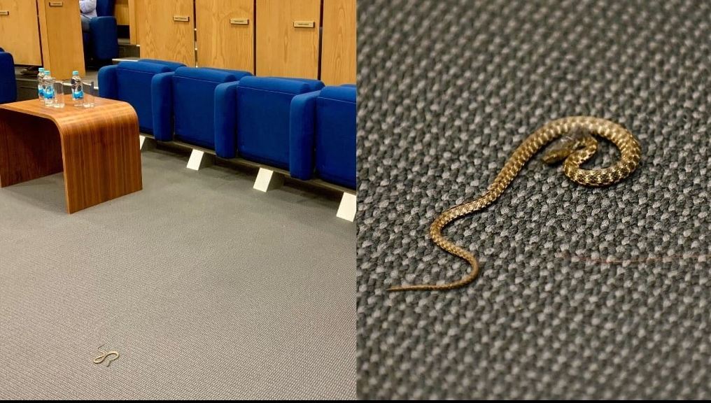 E pazakontë: Gjarpri futet në Parlamentin e BeH-së - Gazeta Express