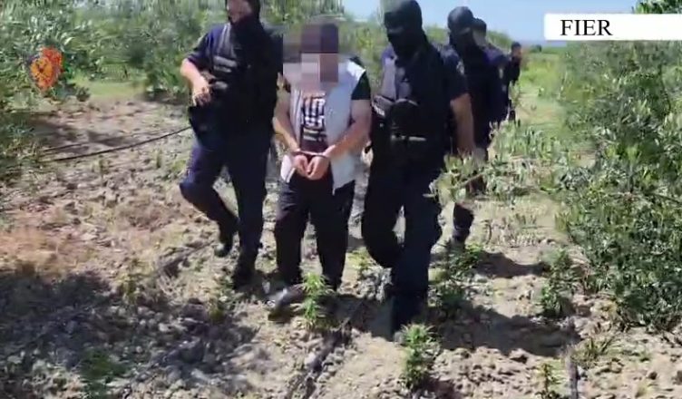 Trafik armësh nga Kosova në Shqipëri dhe kultivim kanabisi, goditet ...