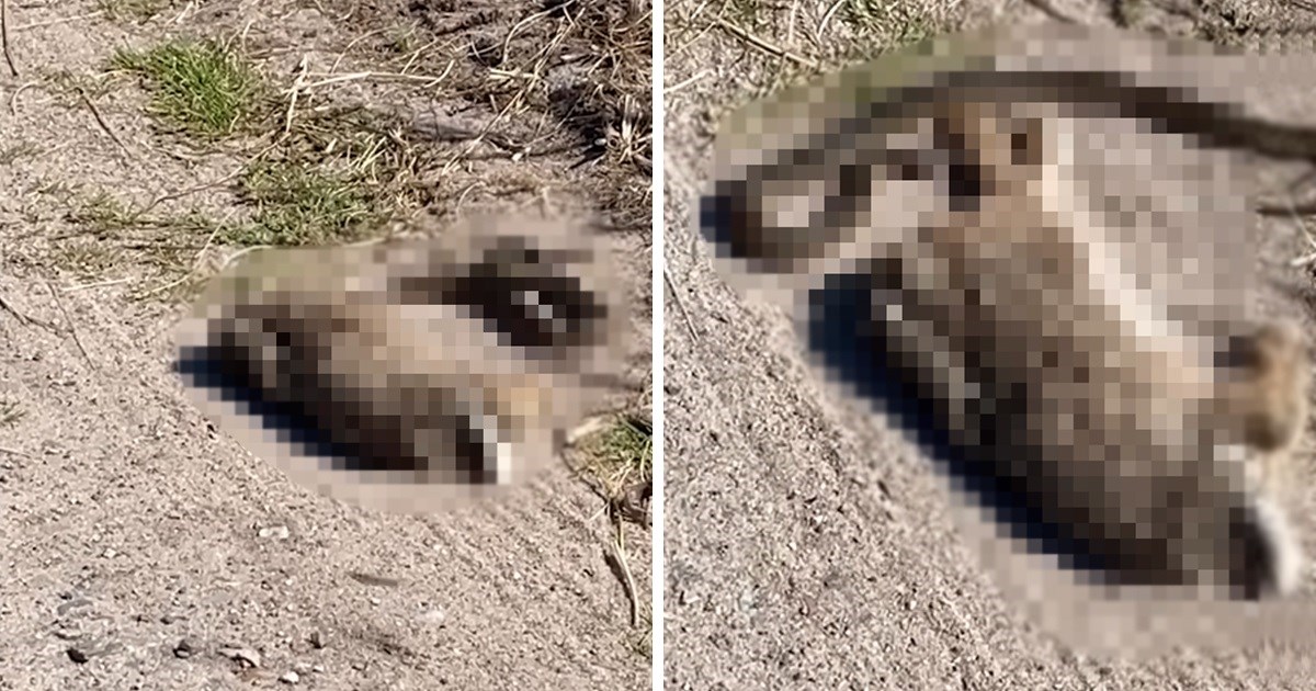 Gjarpri përpiqet ta gëlltisë një lepur dhjetë herë më të rëndë në një ...